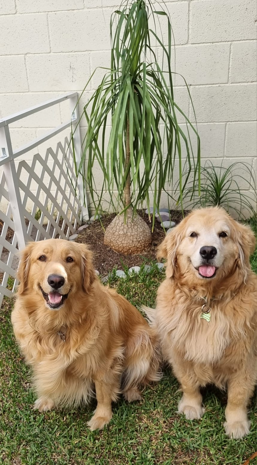 Comunidad – Dogelthy