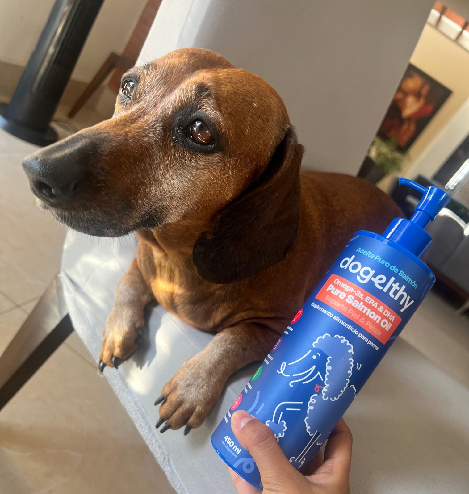 Comunidad – Dogelthy